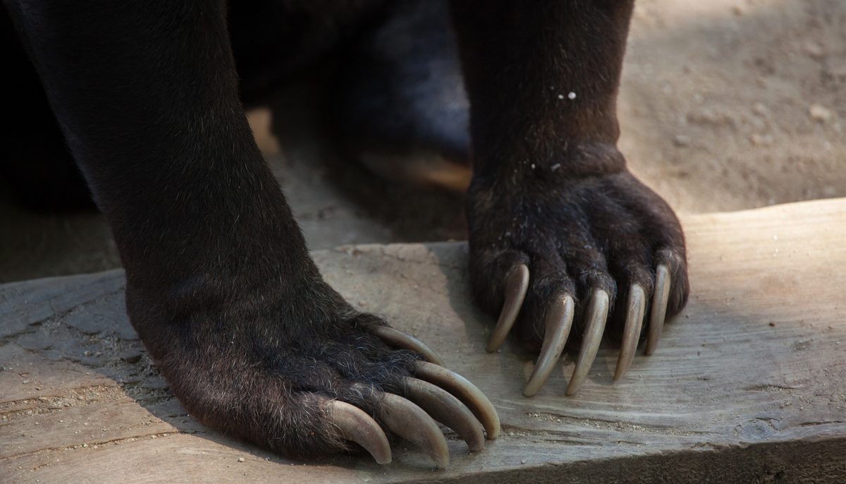 Un ours aux doigts amputés, sans poils à cause du stress, cesse de ...
