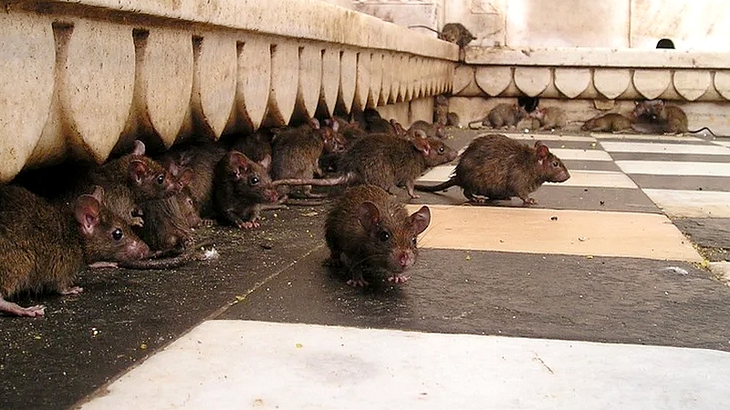 Paris et Marseille dans le top 10 des villes les plus infestées de rats ...