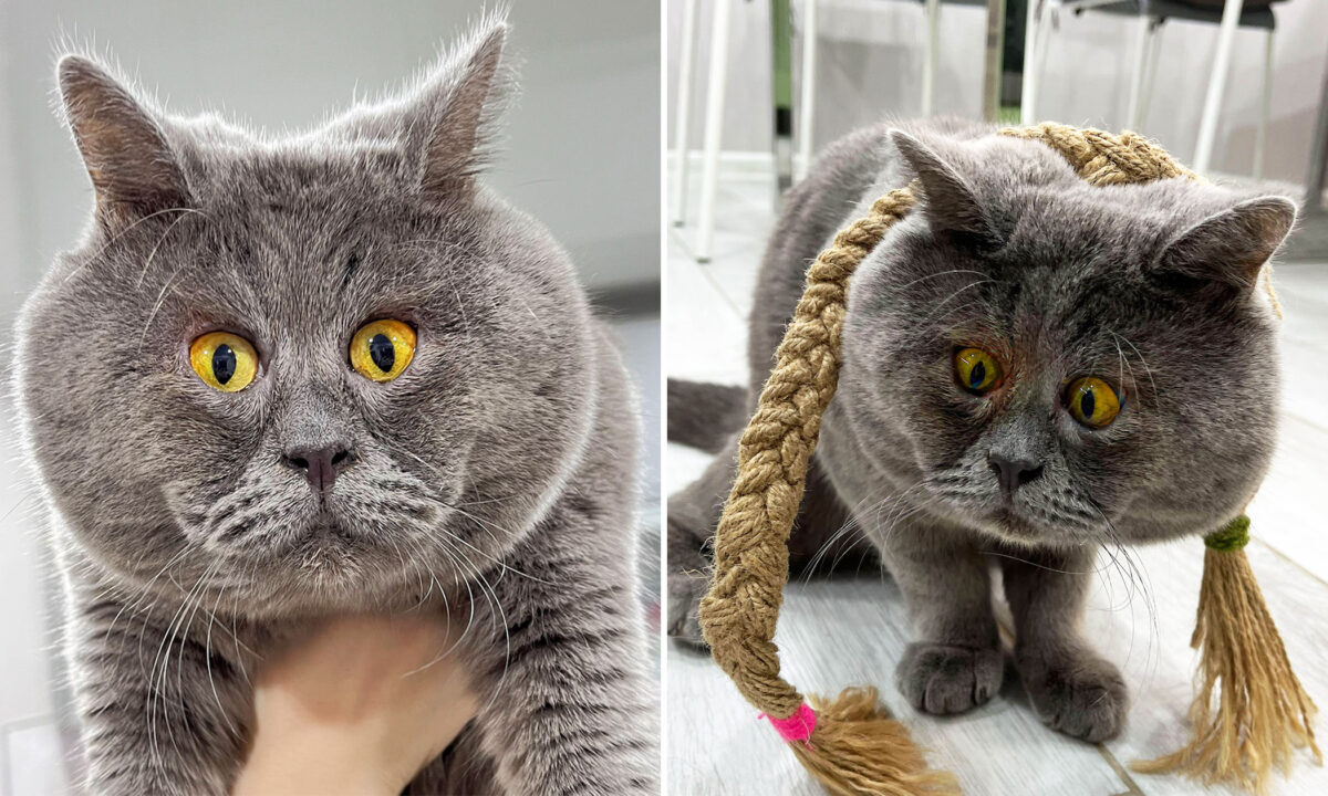 [PHOTOS] Ce chat russe au strabisme convergent fait fureur sur Internet ...