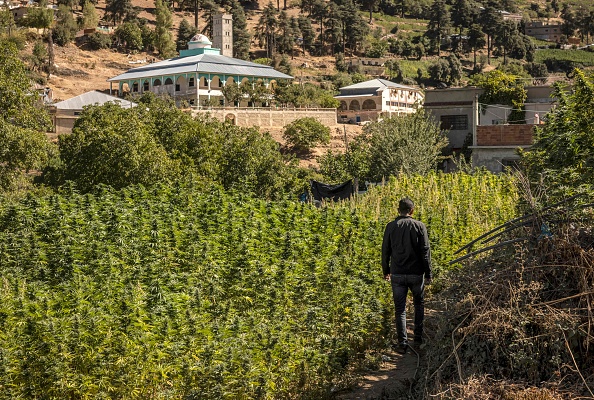 Maroc: dans le Rif, la production de cannabis médical attendue comme un ...