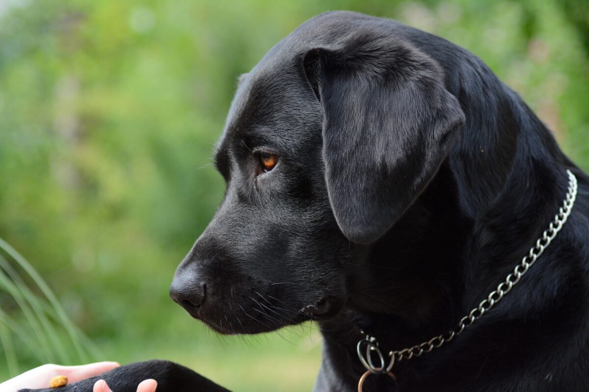 Lycos, le chien errant recueilli à Lille, ne sera finalement pas ...